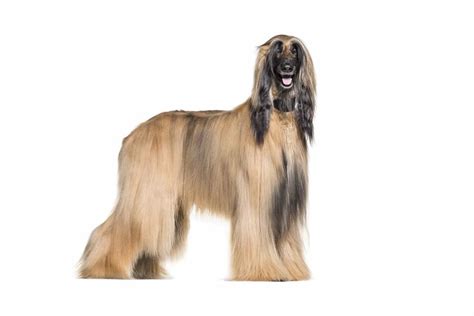 Quer um cachorro que só sabe amar Conheça algumas das raças mais