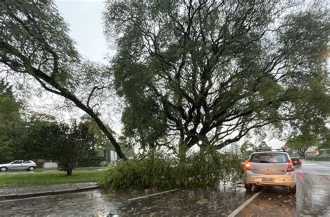 Curitiba temporal provoca queda de árvores e destelhamento