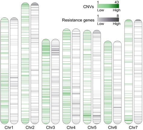Distribution Of Copy Number Variation CNV Loci Along The Lentil