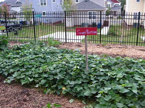 Patate Douce Plantation Culture R Colte Au Potager Promesse De Fleurs