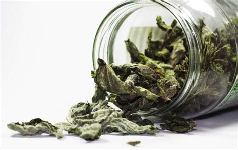Quels sont les bienfaits du thé vert à la menthe Saveur thé fr