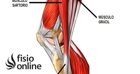 Musculos De Pata De Ganso Lesiones Del Corredor La Pata De Ganso Y La