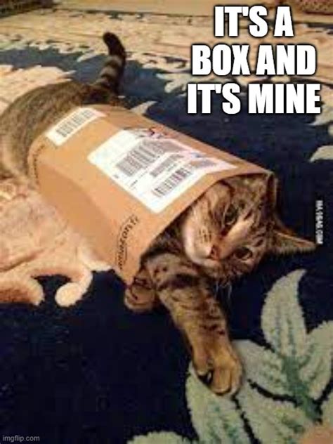 Memes By Brad Cat Claiming His Own Box Imgflip