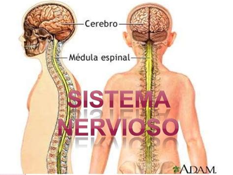 Imagen Del Sistema Nervioso Con Nombres Imagui