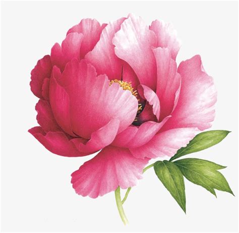 Pink Peony Watercolor Peony Peony Drawing Peony Painting Scented