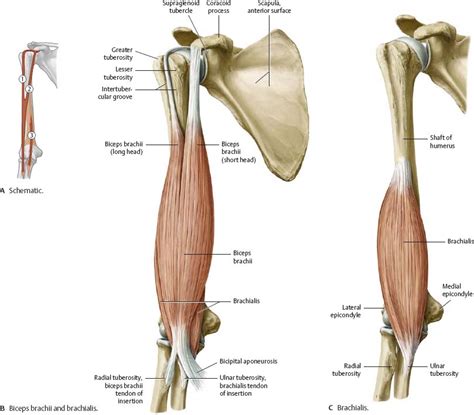 Shoulder Arm Atlas Of Anatomy