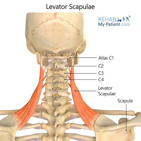 Levator Scapulae Rehab My Patient