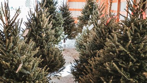 Comme Bien Choisir Son Sapin De No L Naturel