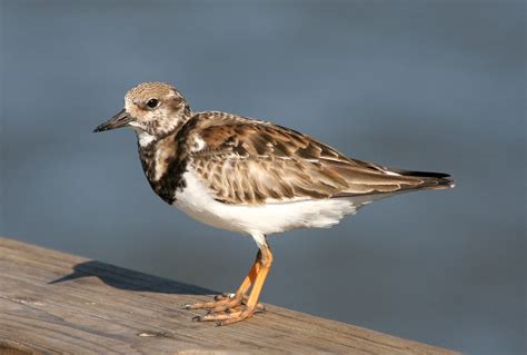 Ruddy Turnstone Arenaria Interpres