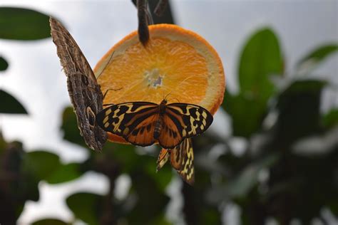 Schmetterling Falter Orange Kostenloses Foto Auf Pixabay Pixabay