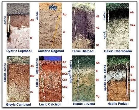 Tipos de suelos cuáles son y sus características