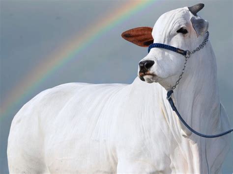As 5 vacas mais valiosas do Brasil Um ranking de R 55 milhões