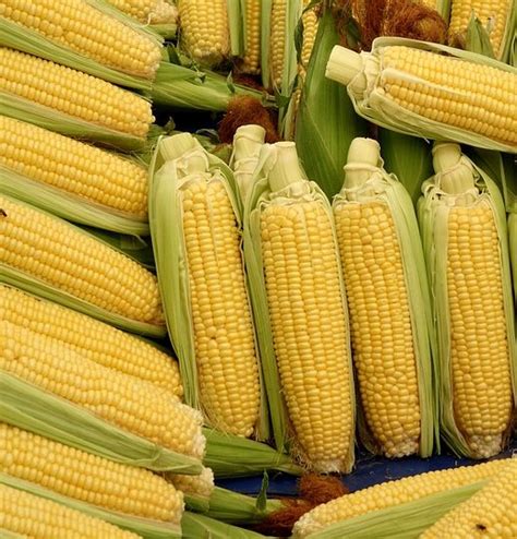 Como Plantar Milho Orgânico Tudo o Que Você Precisa Saber