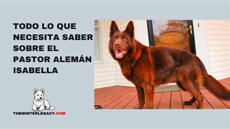 Todo lo que necesita saber sobre el pastor alemán Isabella The Winter