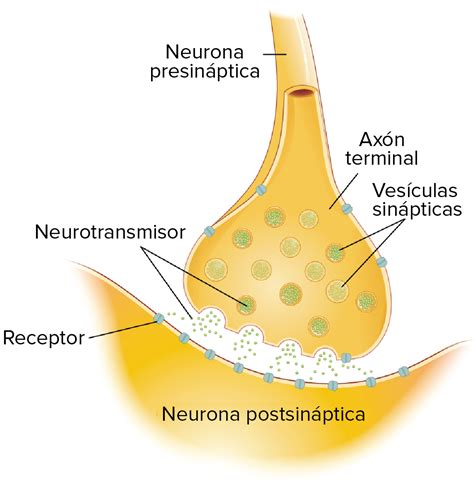 Neurotransmisores Mind42