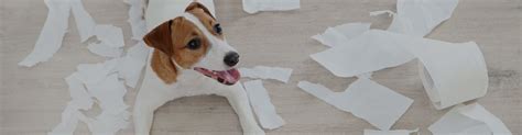 Client Information Sheets St Stead Vets