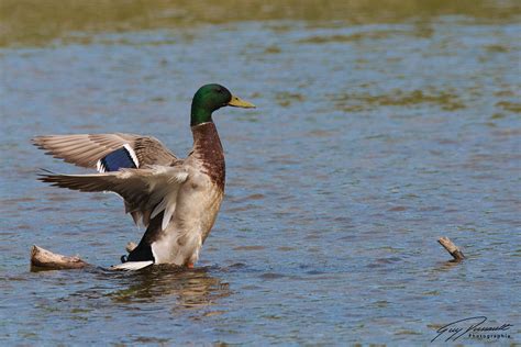 canard colvert 5 mâle 2022s Marais Léon Provancher Neuvi Flickr