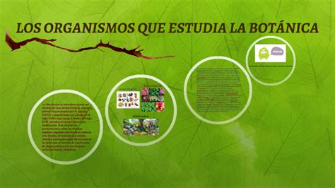 Los Organismos Que Estudia La Nica By Lizbeth Gualoto On Prezi