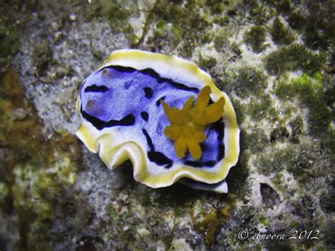 Anna S Chromodoris Project Noah