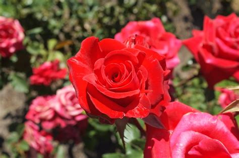 Róża Czerwony Kwiaty Darmowe zdjęcie na Pixabay Pixabay