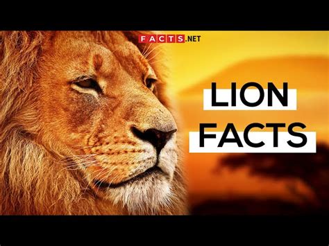 Roaring Lion Facts That You Never Knew About