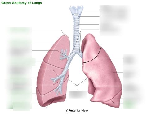 Gross Anatomy Of Lungs Diagram Quizlet