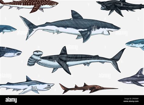 Thresher Shark Stock Vector Images Alamy