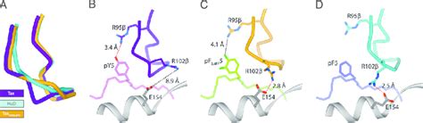 altered conformation of the cdr3b loop in the a6 hud hla a2 complex download scientific diagram