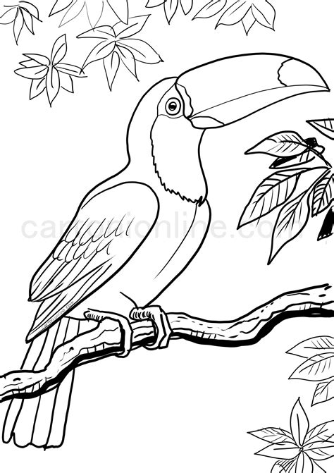Toucan Coloring Pages Bird Printable Billed Keel Tropical Color Tucan