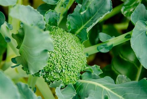 Como cultivar Brócoli ficha tecnica tipos y más