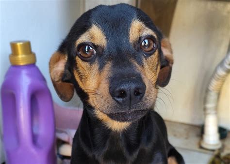 10 dicas antes de ter um cão O Presente Pet