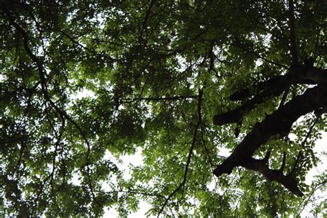 Fotos gratis árbol bosque rama luz de sol hoja flor verde