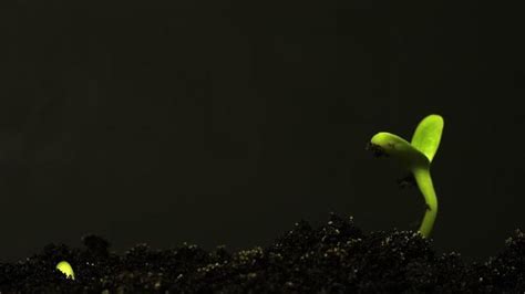 Seed Growing Time Lapse Stock Video Footage For Free Download