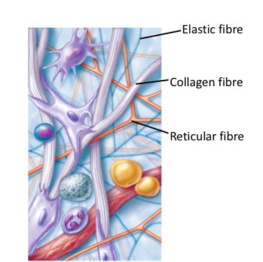 Connective Tissues Flashcards Quizlet
