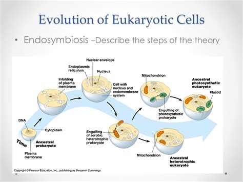 Endosymbiosis Evolution Of Eukaryotes