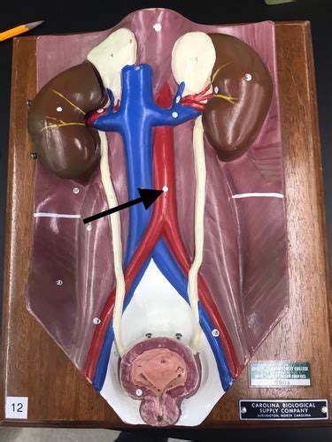 Anatomy Of Urinary System Flashcards Quizlet