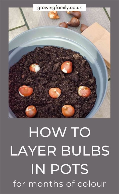 How To Plant A Bulb Lasagne Easy Guide To Layering Bulbs Growing