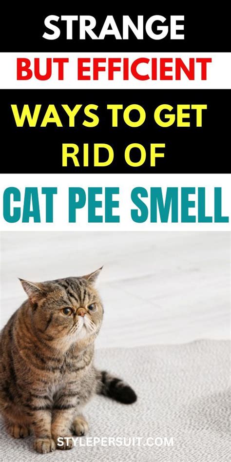 How To Get Rid Of Cat Pee Smell Step By Step Guide