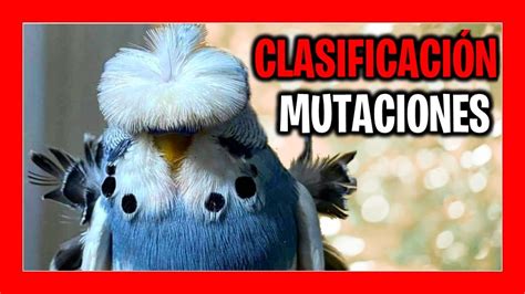 CLASIFICACION DE MUTACIONES DE PERIQUITOS AUSTRALIANOS Mutaciones De