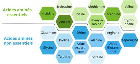 Spike kératine titine et hémoglobine Quel est le point commun L