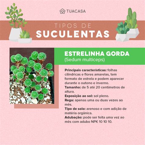 Tipos de suculentas conheça 10 espécies para ter em casa Nature Card
