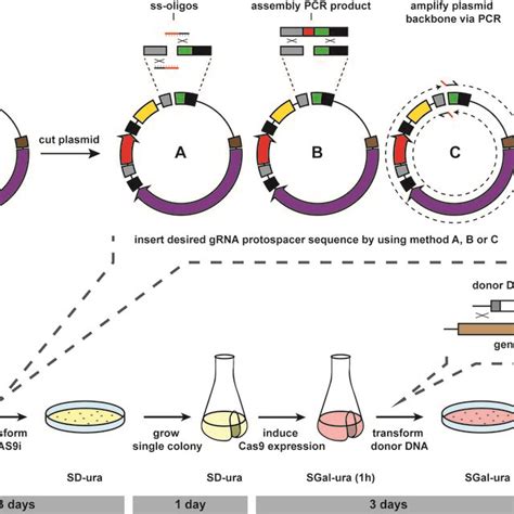 Schematic Representation Of The All In One GRNA Cas9 Expression Vectors
