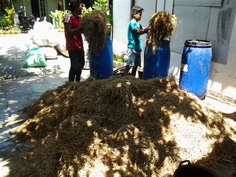 Fermentasi Jerami Padi Untuk Pakan Ternak Lebih Hemat Menjadikan