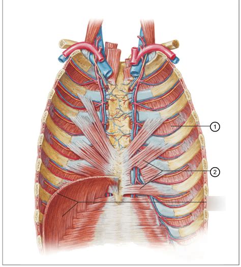 Anterior Thoracic Wall Internal View Diagram Quizlet