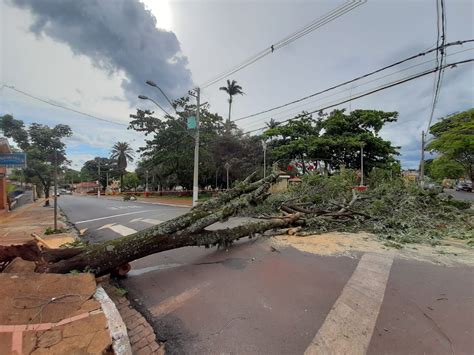 Chuva rajadas de vento faz 30 árvores caírem nesta quinta feira 7