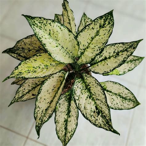 Jual Aglaonema Siam Paragon Shopee Indonesia
