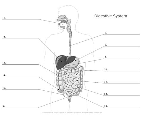 Digestive Labelling Diagram Quizlet