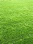 Amazon Triple Play Tall Fescue Grass Seed Blend Sq Ft