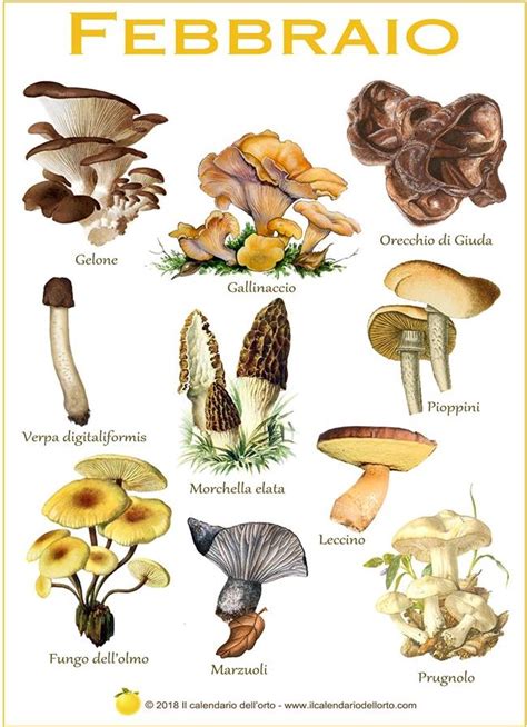 Il calendario dei funghi commestibili più comuni in Italia BRICIOLE