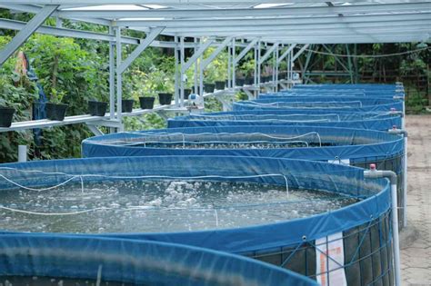Picu Akselerasi Ekonomi Ini Keunggulan Budidaya Lele Sistem Bioflok